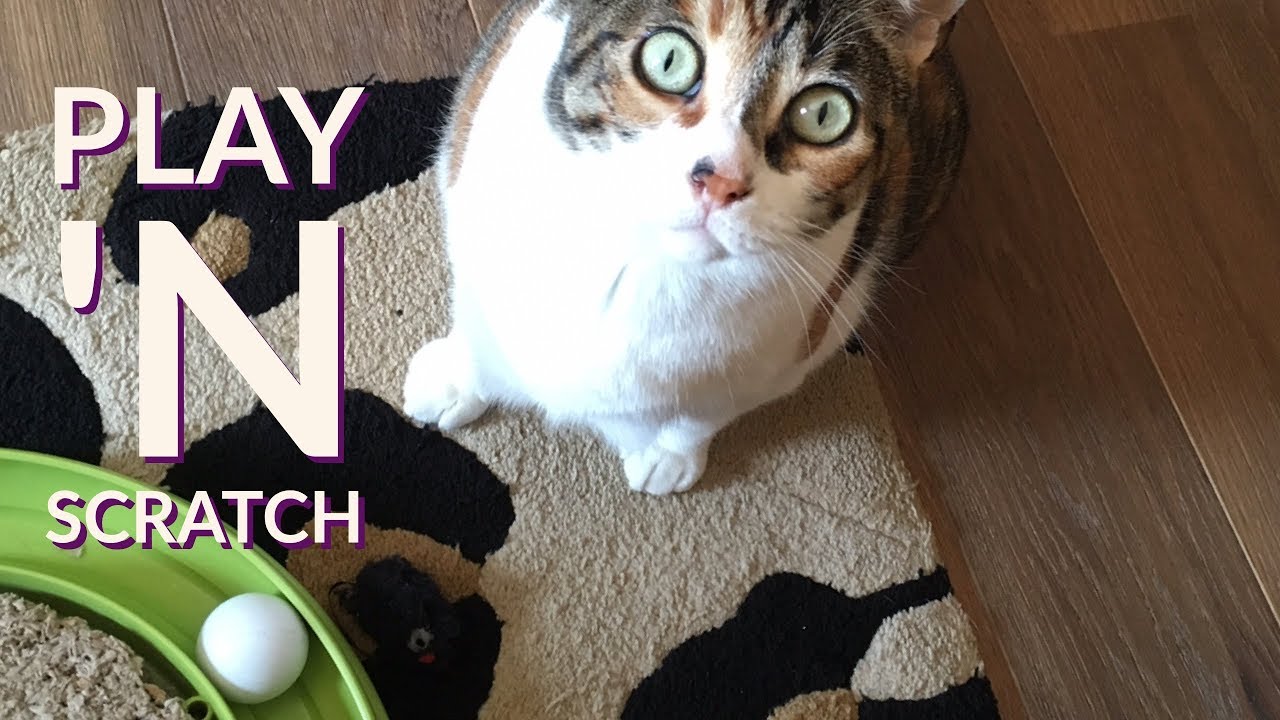 CUTE CATS VIDEO 29 - PLAY AND SCRATCH - YouTube