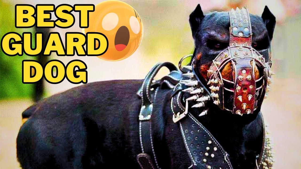 Top 10 Guard Dog Breeds in The World - YouTube