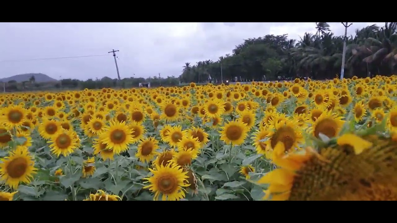 surandai tamil nadu - YouTube