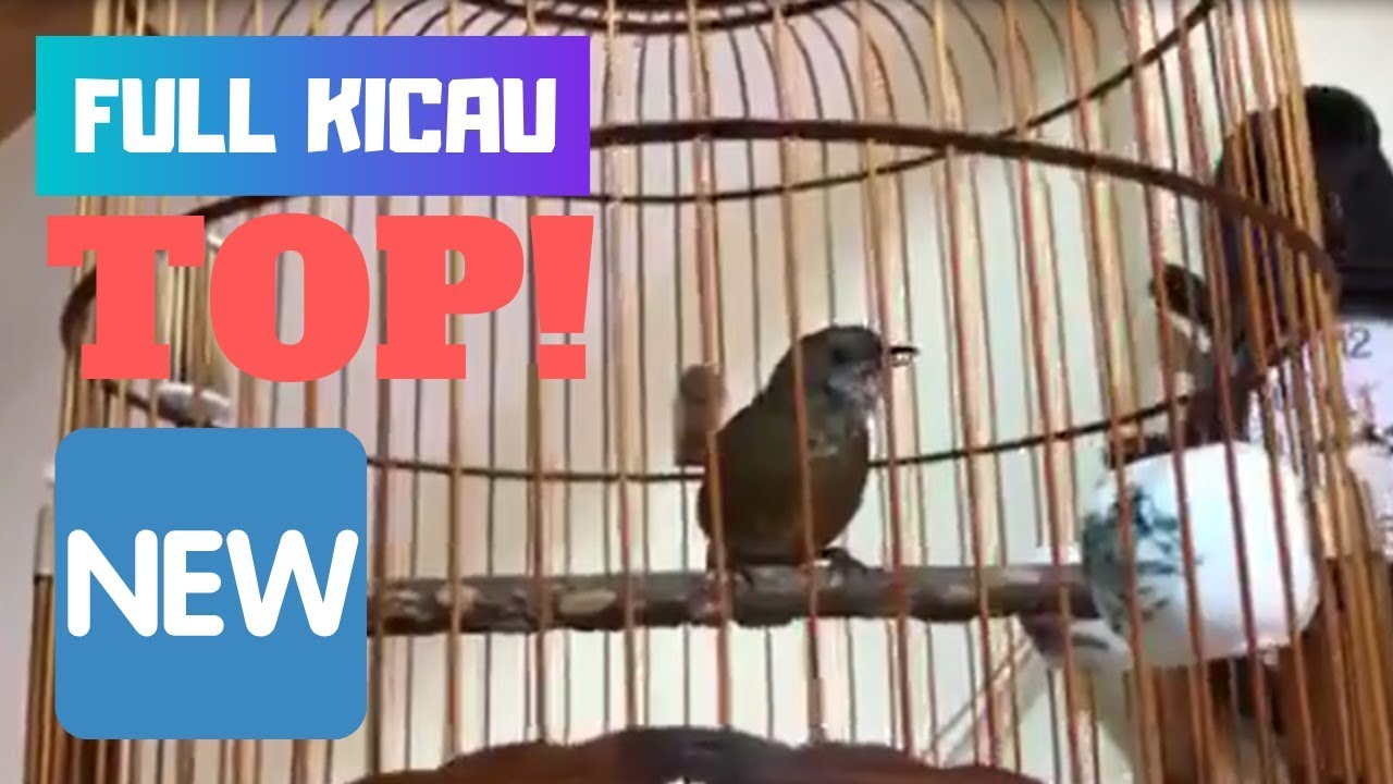 Kicauan OK wambi mini GANAS bagus untuk masteran - YouTube