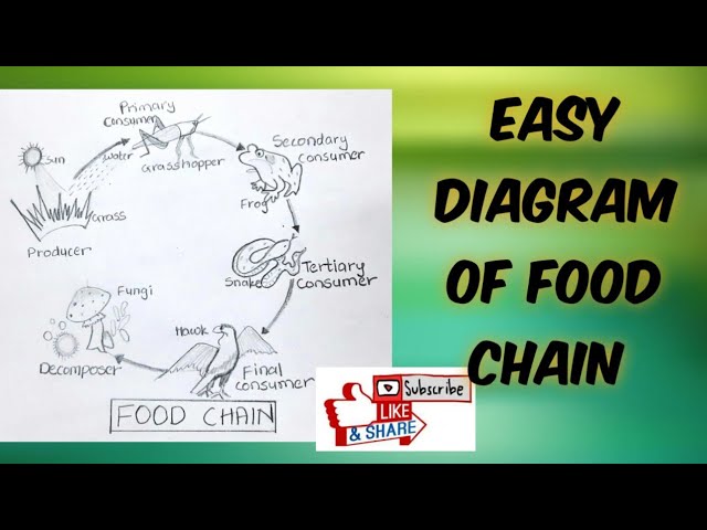 Food Chain Drawing Easy How To Draw Food Chain Diagram Youtube