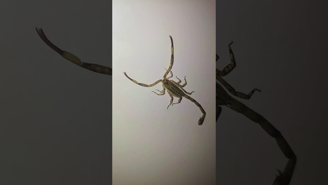 Scorpion de la Réunion - YouTube