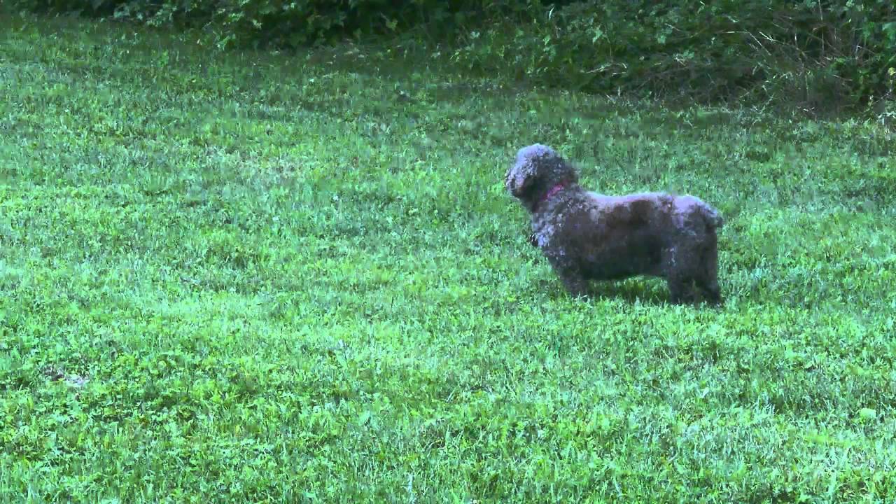 A day in the life of Coco The Poodle - YouTube