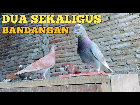 DUA MERPATI BANDANGAN DI KANDANG MERPATIKU - YouTube