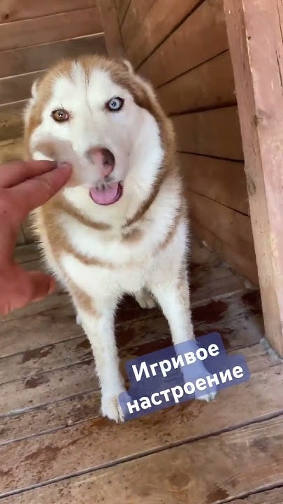 Играемся сами с собой - YouTube