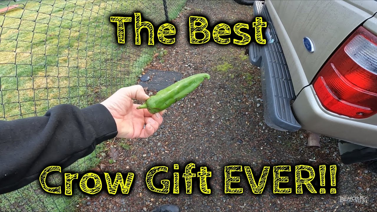 The Best Crow Gift EVER! [Day 4483 - 02.08.23] - YouTube