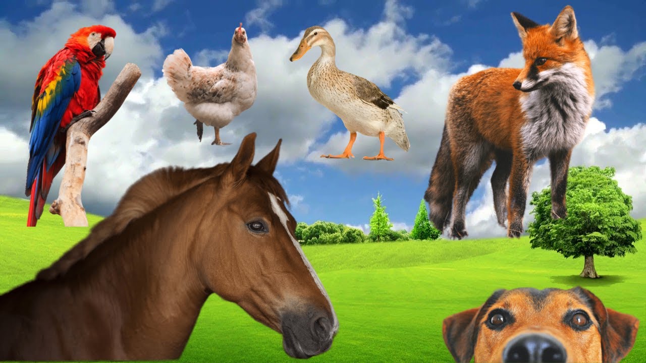 ATTRACTIVE AND RELAXING ANIMAL SOUNDS: llama, rooster, duck, crocodile ...