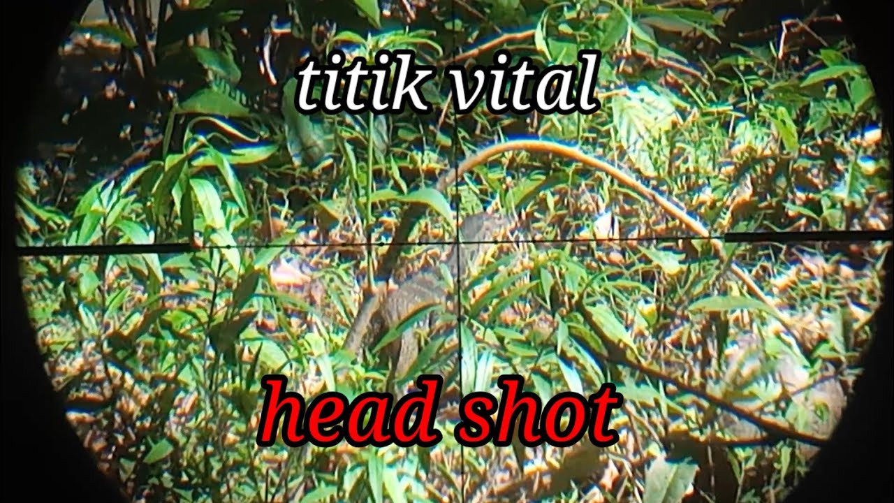 hunting biawak menyusuri sungai dan muara - YouTube