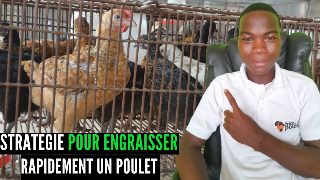 3 Techniques à Utiliser Pour Faire un Meilleur Engraissement des ...