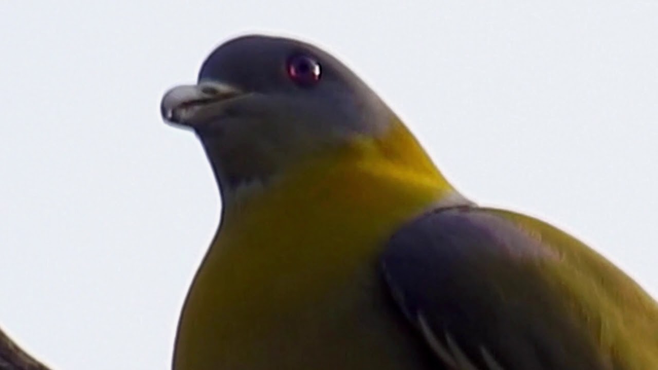 Green Pigeon - A Bird With Unrivalled Voice - YouTube
