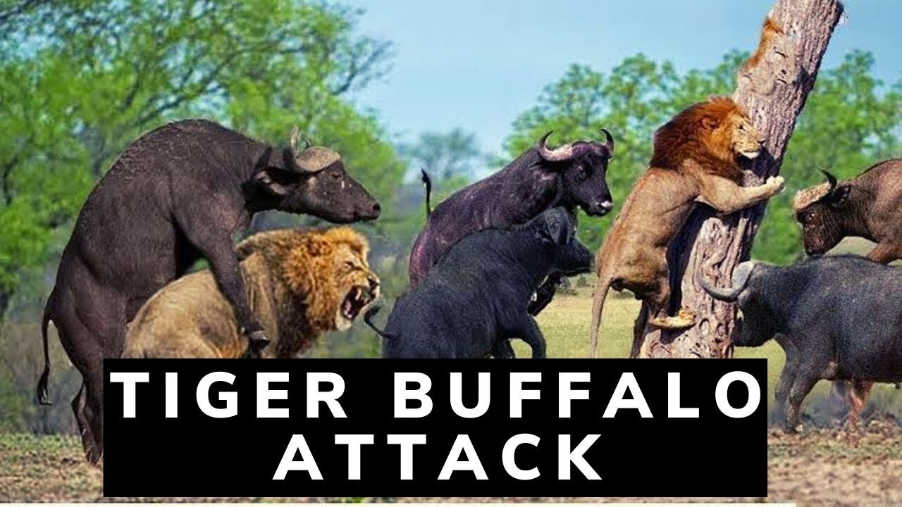 Bengal Tiger, Tiger Buffalo attack Video fight buffalos kills lion ...