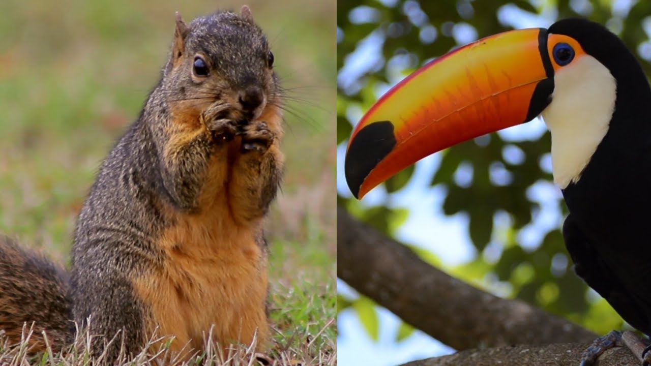 Cute Cuddly Animals Compilation #21 - YouTube