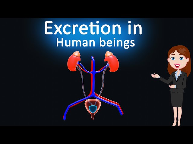 Excretion In Human Youtube How To Draw A Human Excretory System Step