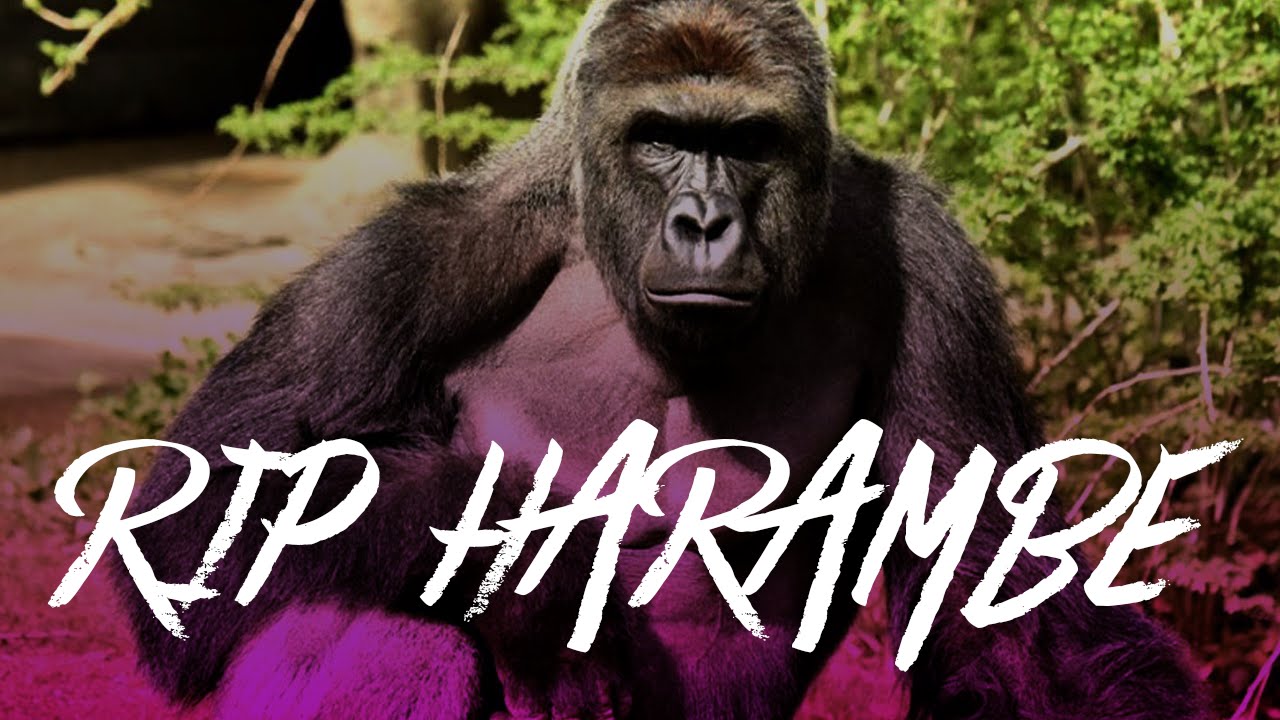 Black Ops 3 Sniping Montage "R.I.P HARAMBE" - YouTube