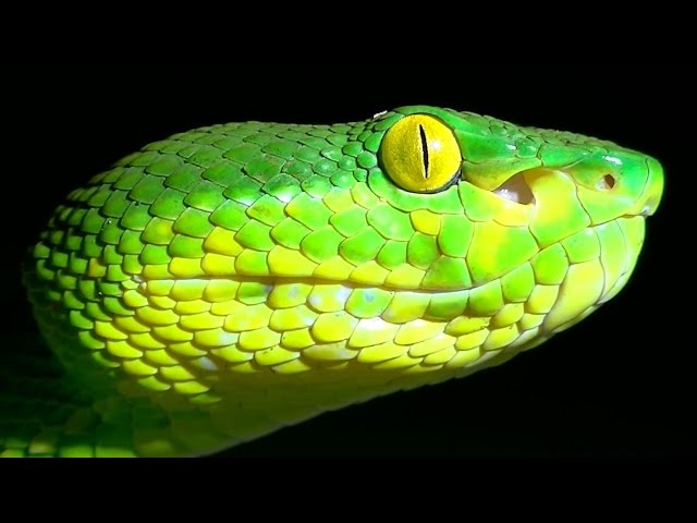Green Tree Viper