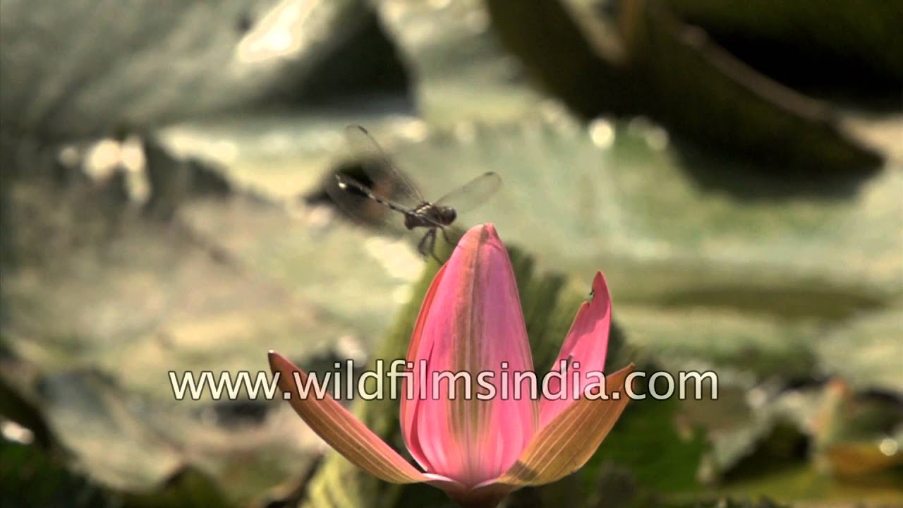 Dragonfly sits on a water lily - Timelapse - YouTube