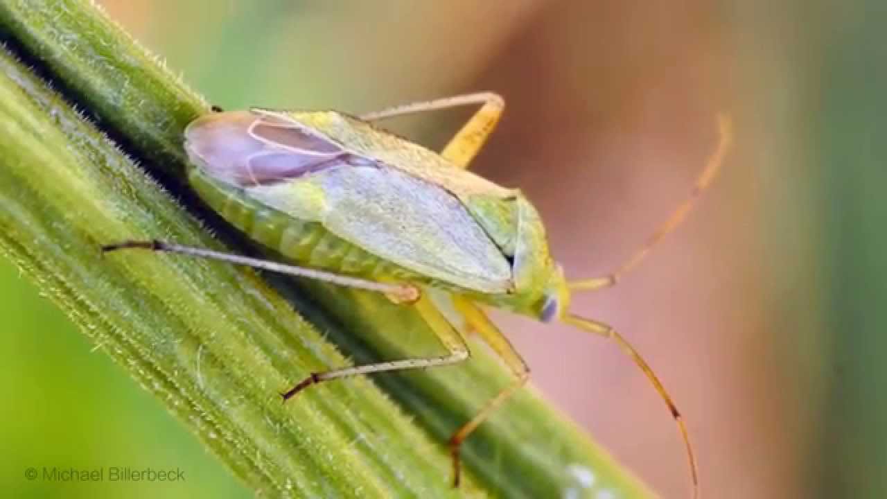 Capsid Bug (Calocoris affinis) / Grüne Distelwanze - YouTube
