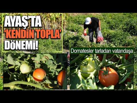 Ayaş’ta Tarlalar Hafta Sonu Dolup Taşıyor: Herkes Domatesini Kendi Topluyor