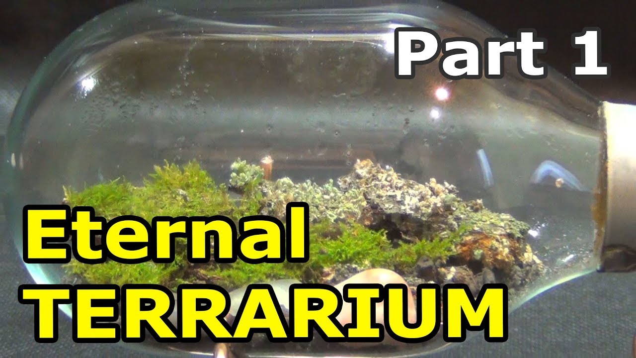 Eternal Terrarium in a Light Bulb - Part 1 | How to make an eternal ...
