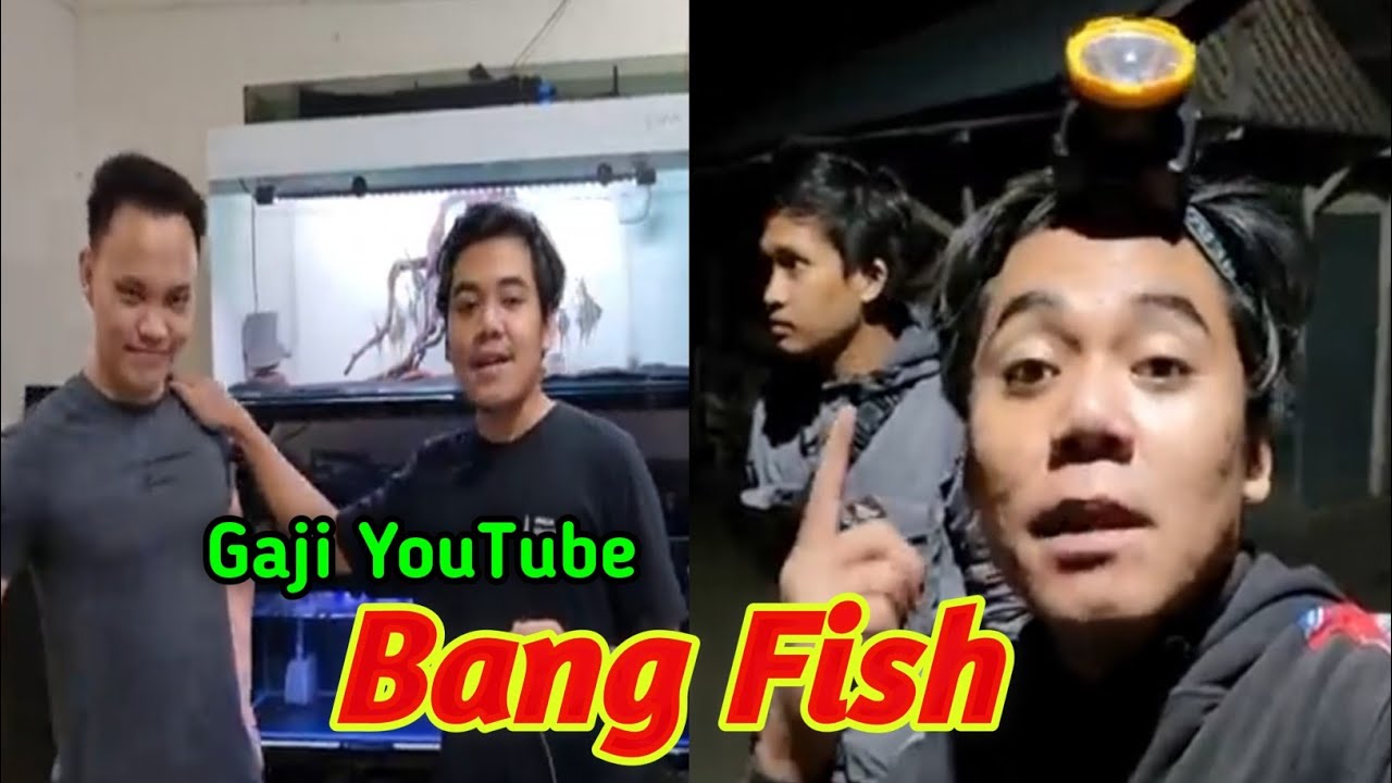 Gaji Bang Fish Dari Youtube Setiap Bulan.. - YouTube