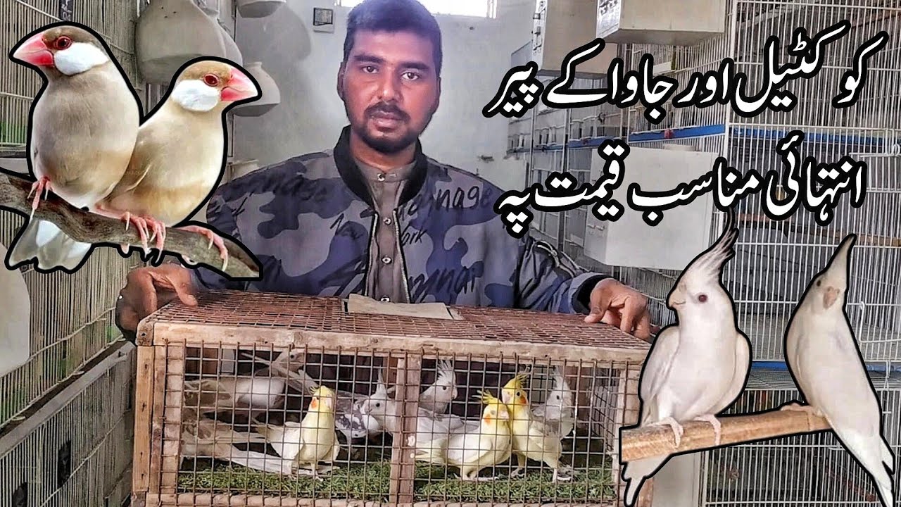 Visit Z.A Aviary Top Quality Cockatiels & Java Sparrow Mutation Setup ...