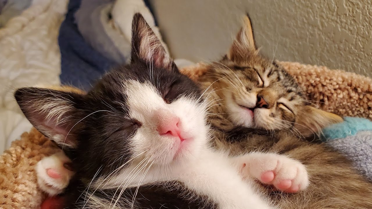 Sammi and Dean: Best Friends Furever, Two Snuggly Little Kittens - YouTube