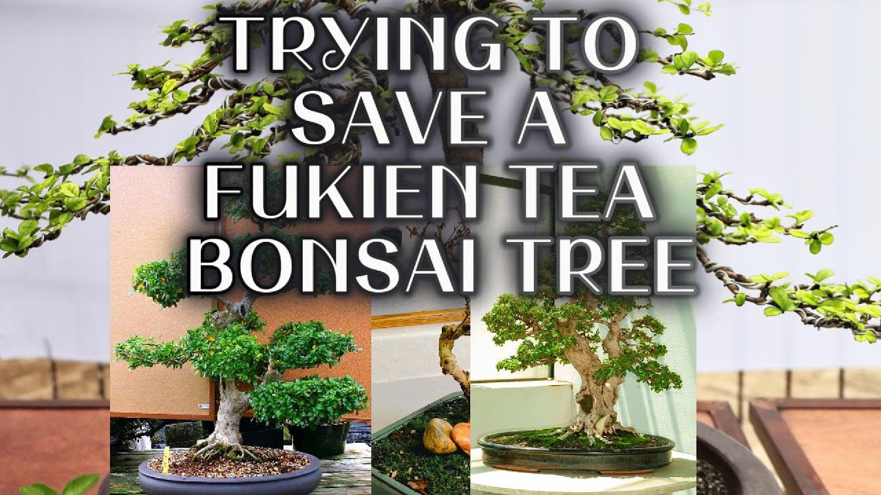 The Fukien Tea Tree Bonsai | Carmona Microphylla (Hopeful Rescue) - YouTube