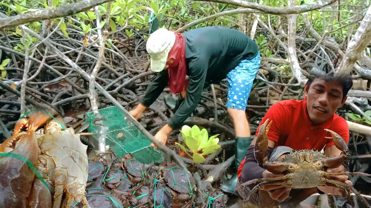 PANGHUHULI NG ALIMANGO SA BAKAWAN, ISLA KUNG SAAN BINABALIK BALIKAN ...