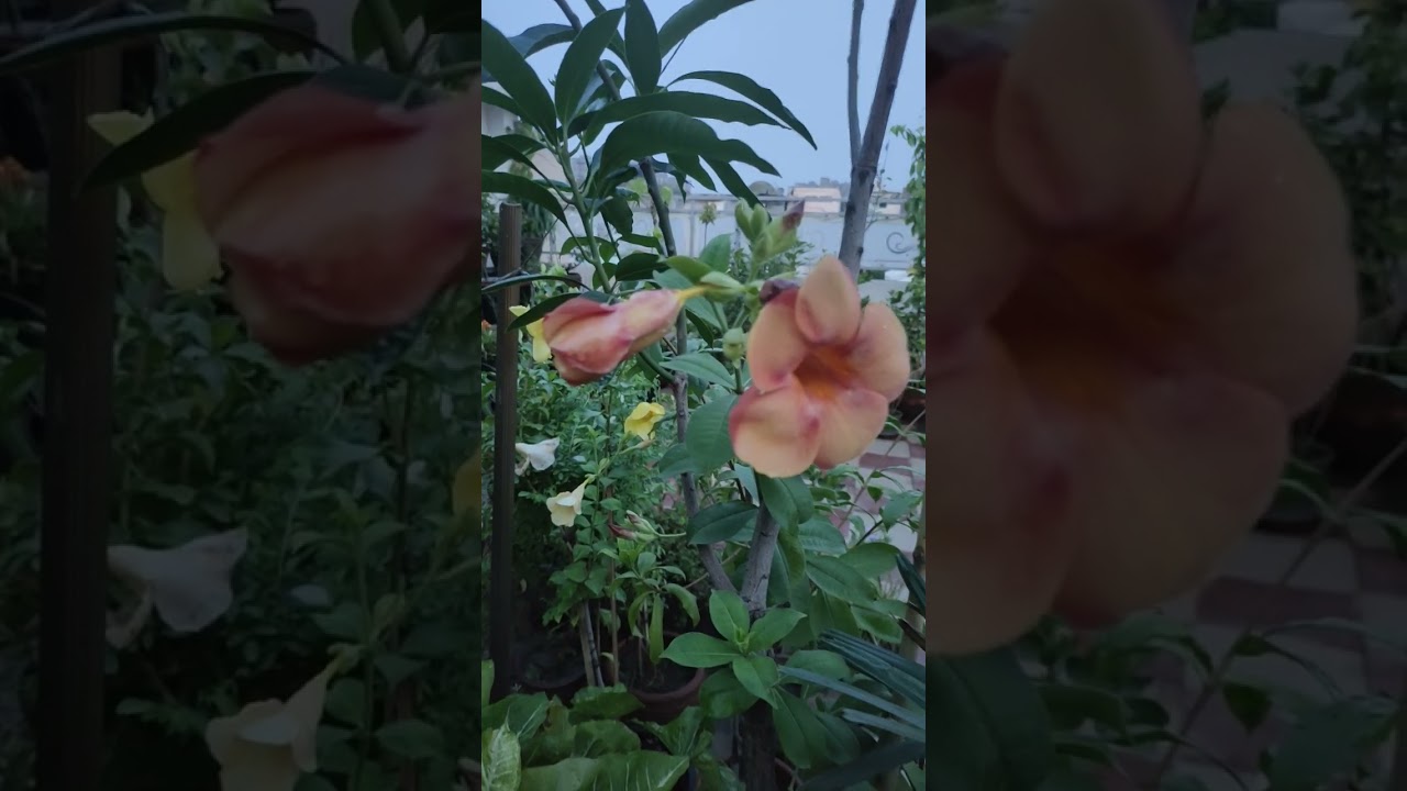 golden allamanda/ orange allamanada - YouTube