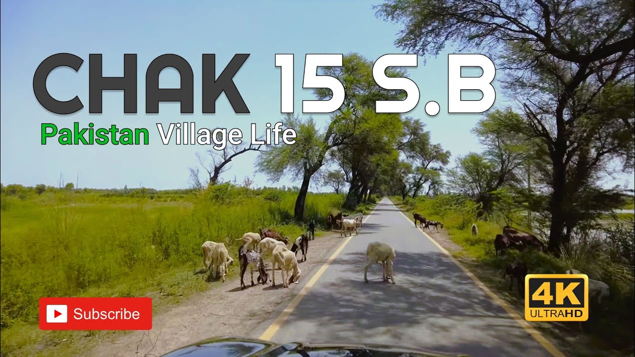 The glimpse of village life in Pakistan. Chak 15 SB Sargodha(My Village ...
