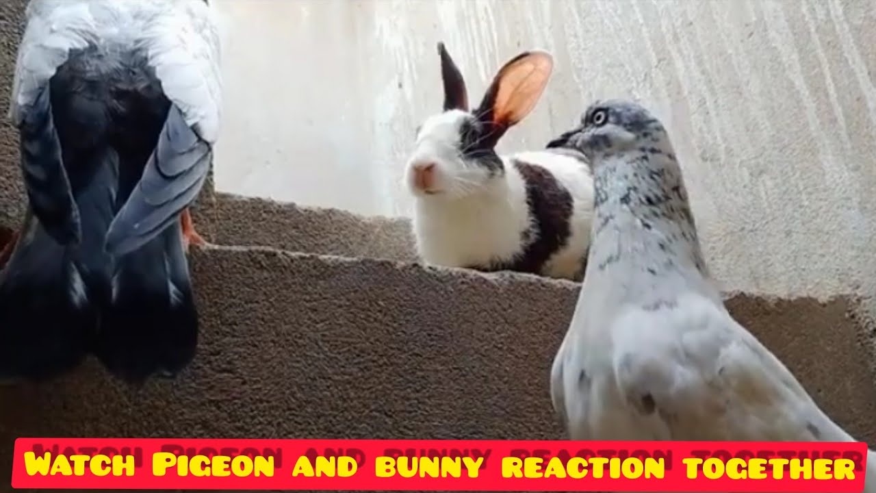 Watch the Bunny and Pigeon Reaction Together!! Bunnylover🐇 Pigeonlover🕊 ...