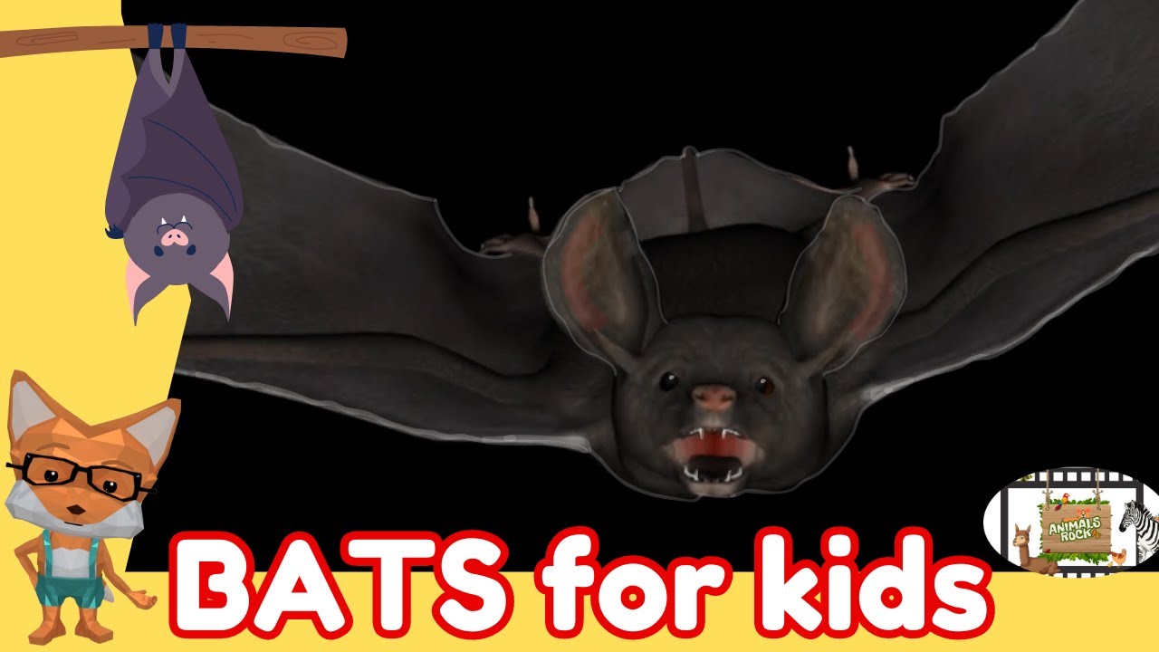 BATS FOR KIDS: Animal Videos For Kids- Animals Rock TV - YouTube