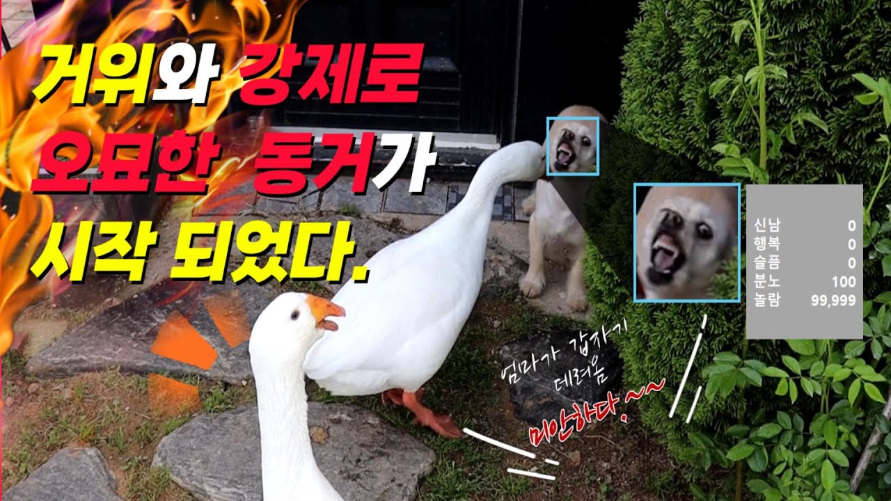 갑자기 엄마가 우리집에 양육비와 함께 거위를 두고갔다 거위와의 오묘한 동거 생활 시작 Youtube