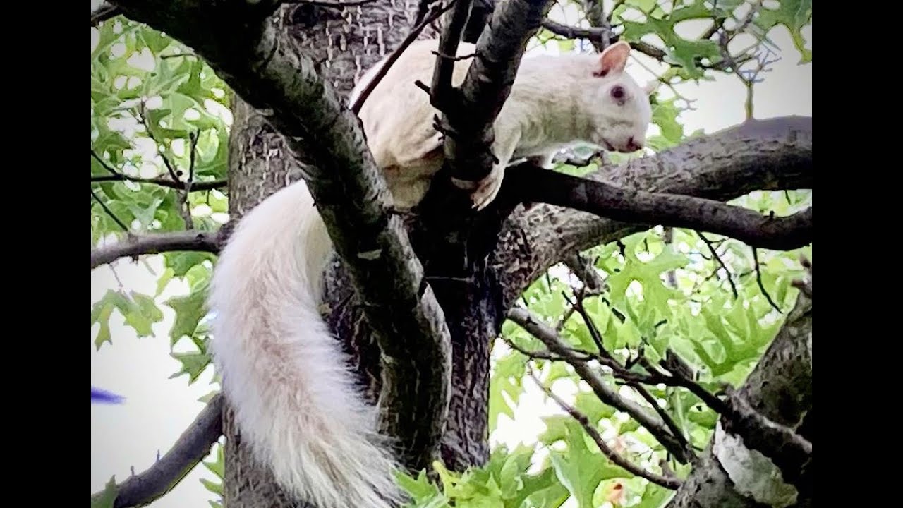 EXCLISIVE FOOTAGE!!! Elusive Ghost Squirrel!!! - YouTube