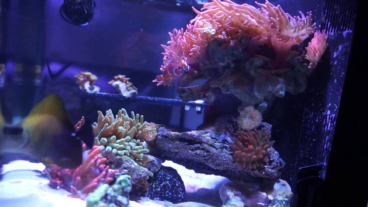 Coralife biocube 29g Ai Prime Led AquaMaxx hob1 nano reef reef tank ...