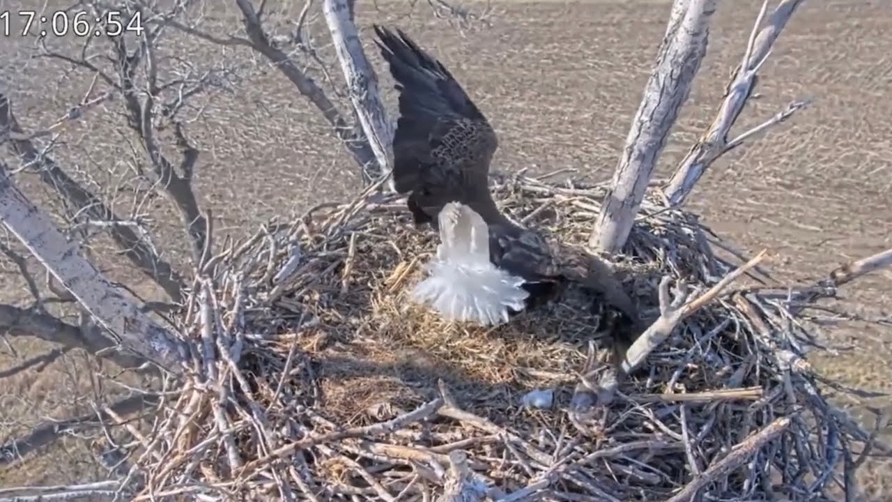 Kansas Eagles 3-10-25. Close-Up Views of the Eggs; Harvey vs the Wind ...