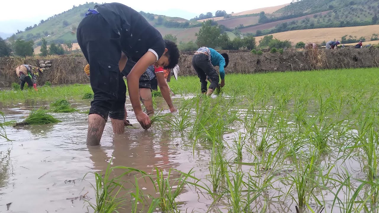 How rice is planted in Iran: step by step cultivation of rice fields ...