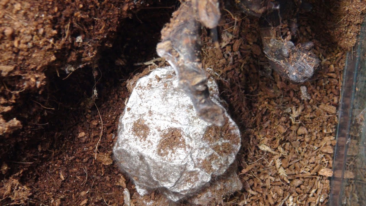 Our Giant Blue Bloom Bird Eater Tarantula Laid an Egg Sac (Pamphobeteus ...