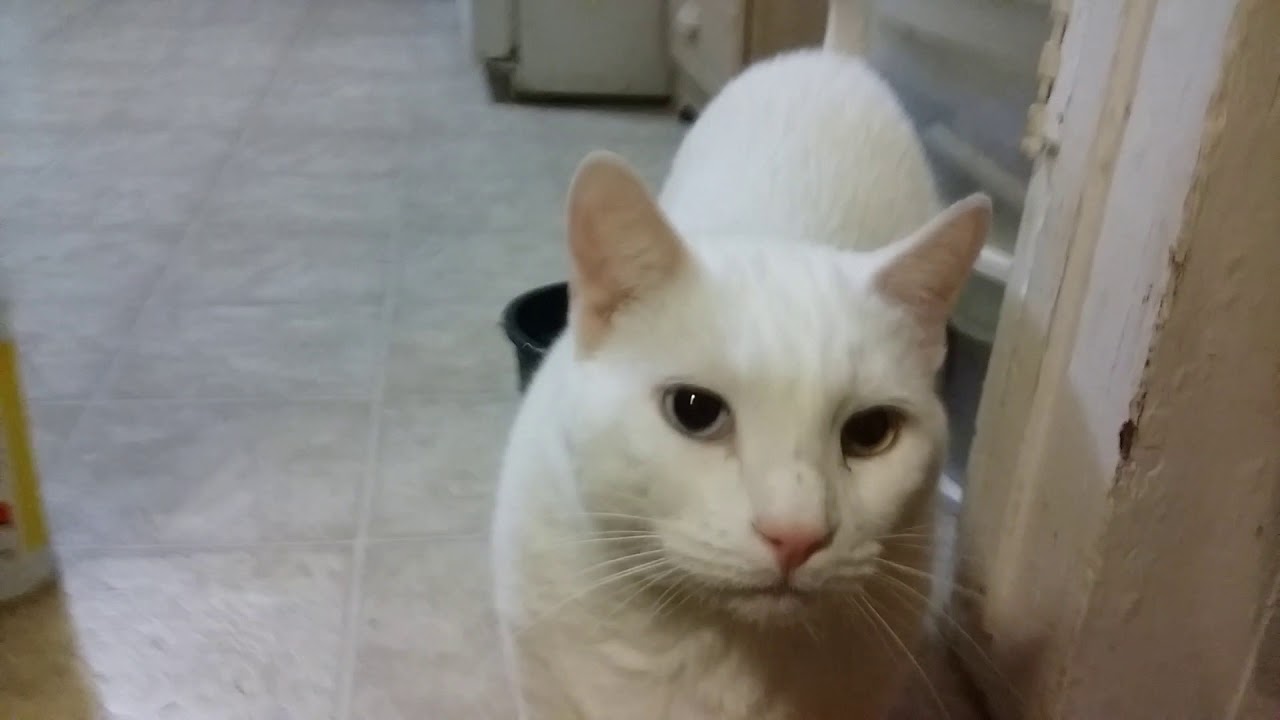 Lola crowd and grumpy say hi to mommy - YouTube