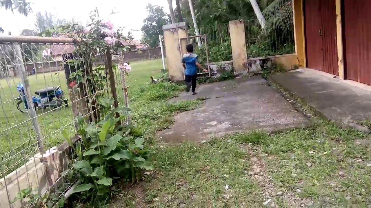 Pacah paruik sore sore - YouTube
