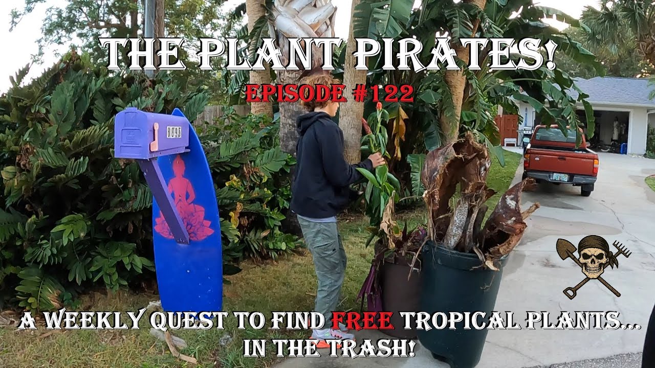 Finding FREE Tropical Plants in the Trash! | The Plant Pirates Episode ...