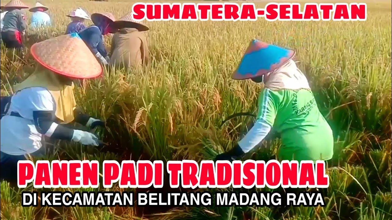 PANEN PADI TRADISIONAL DI KECAMATAN BELITANG MADANG RAYA SUMATERA ...
