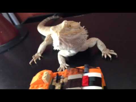 Bearded Dragon LEGOS - YouTube