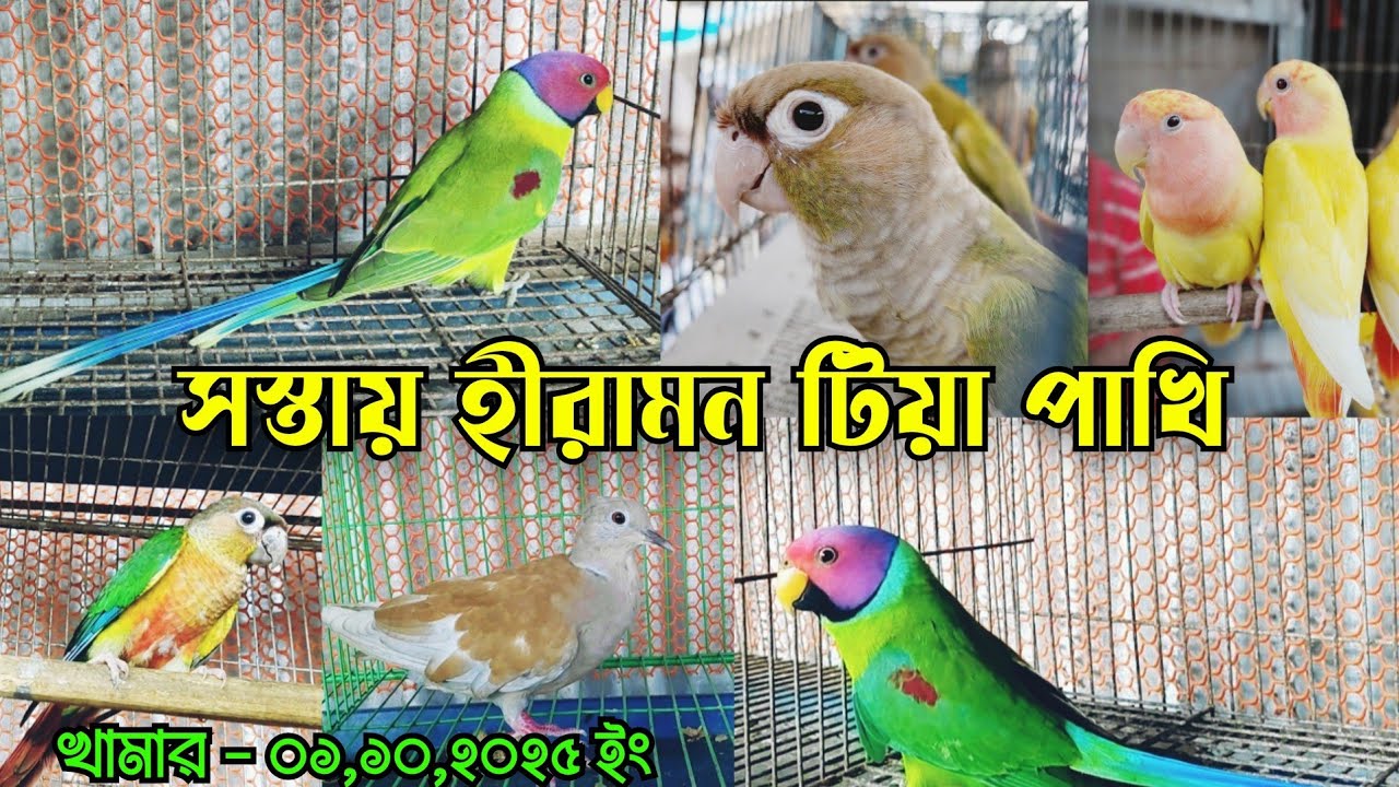 হীরামন টিয়া পাখির দাম - ২০২৫ || Hiramon tiya pakhi || Bird market ...
