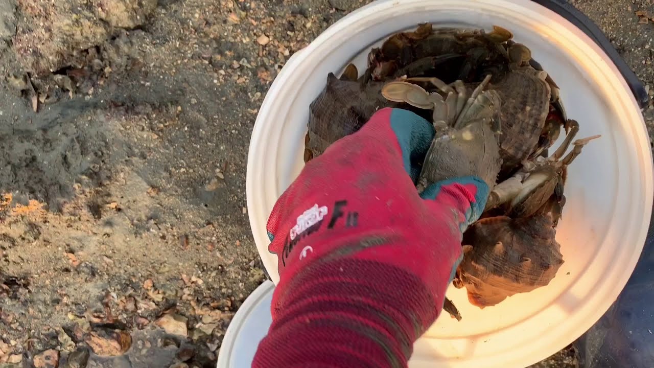 Alimango,kasag Hunting - YouTube