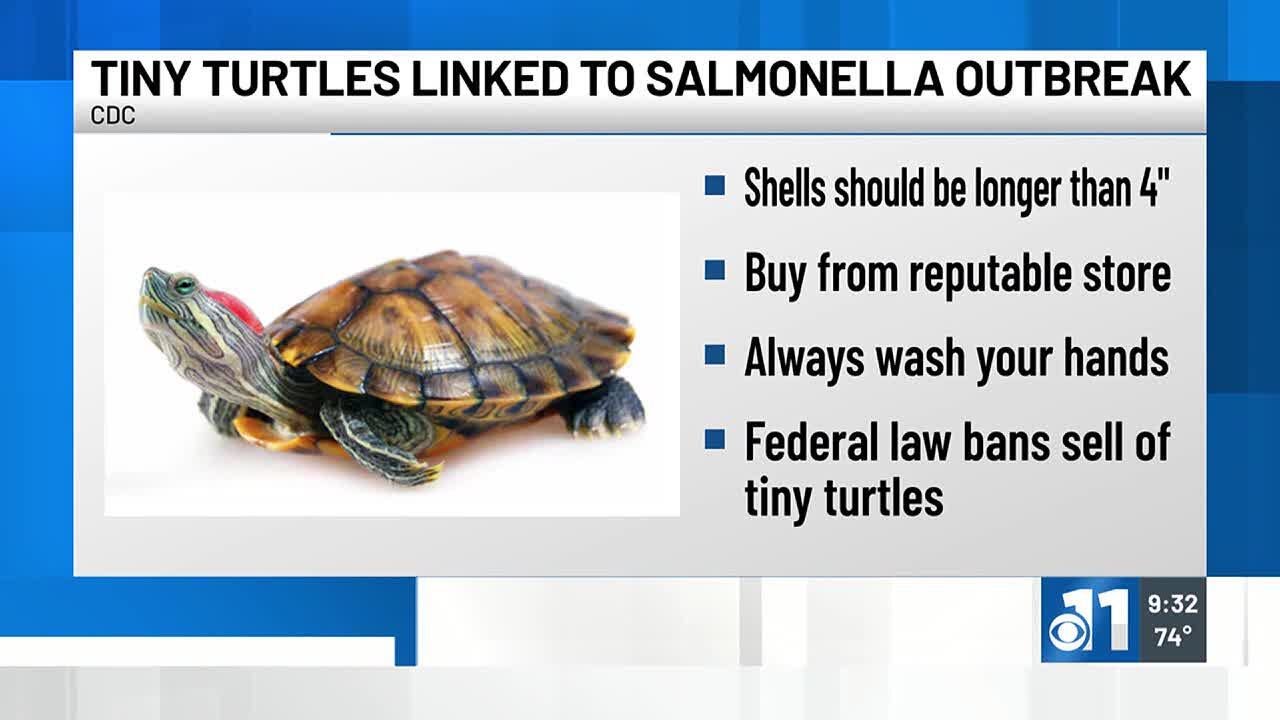 Tiny turtles linked to salmonella outbreak including in Colorado - YouTube