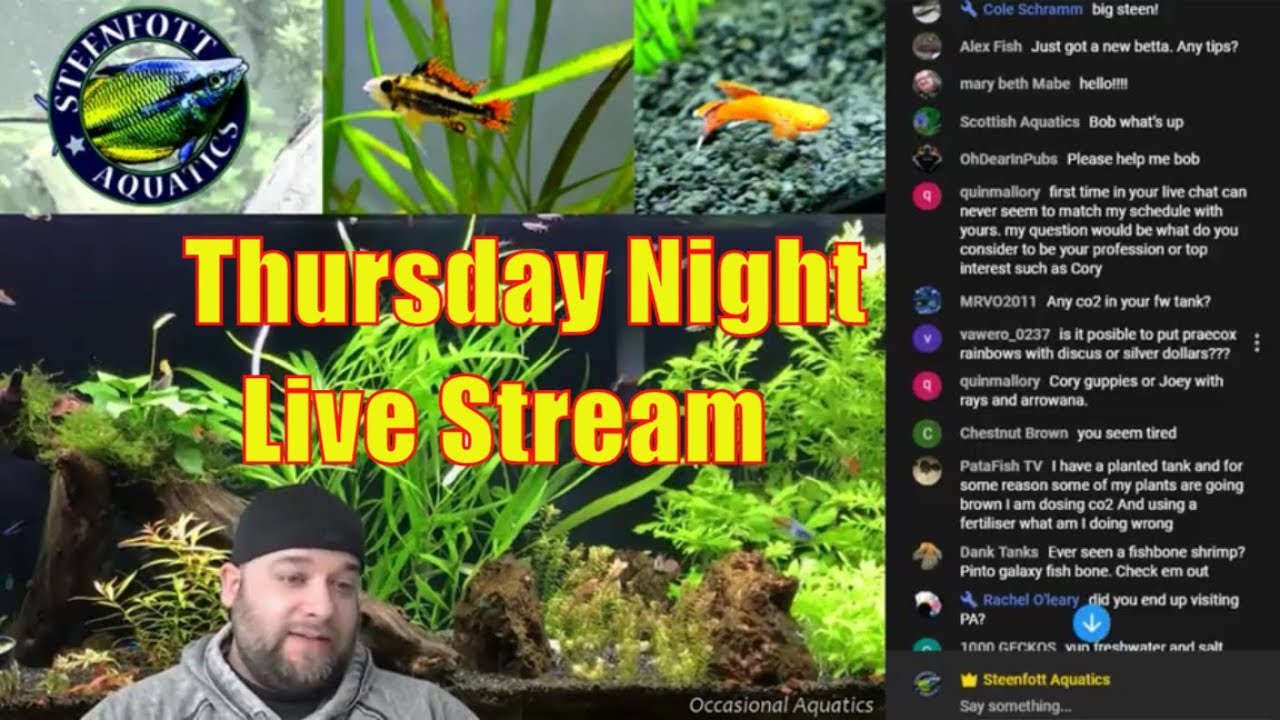Thursday Night Live Stream - YouTube