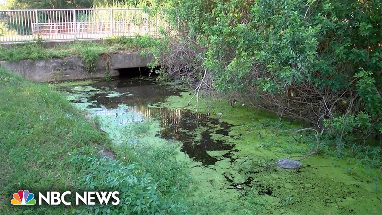 Witness recalls seeing Florida alligator with human remains in its ...