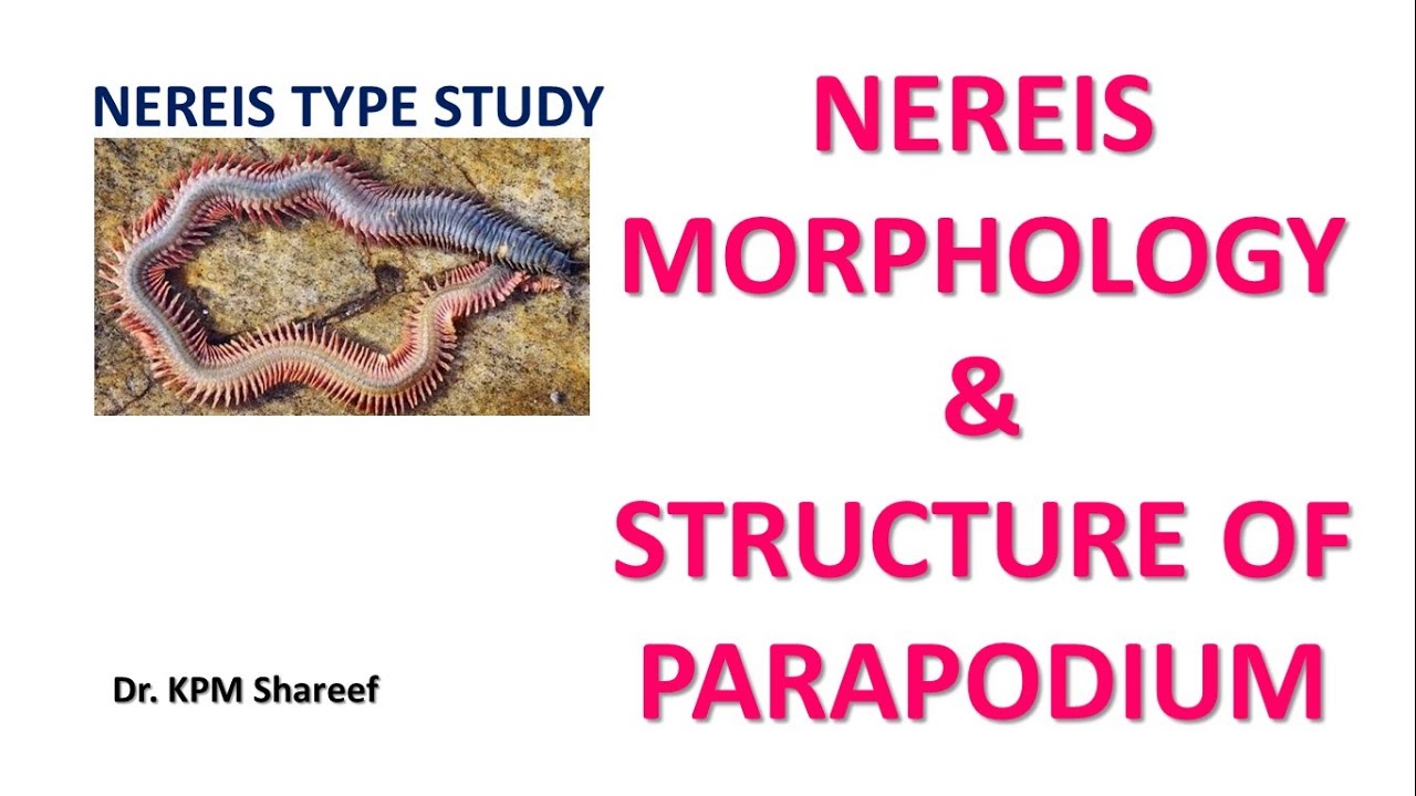 NEREIS TYPE STUDY: Nereis Morphology & Structure of Parapodium - YouTube