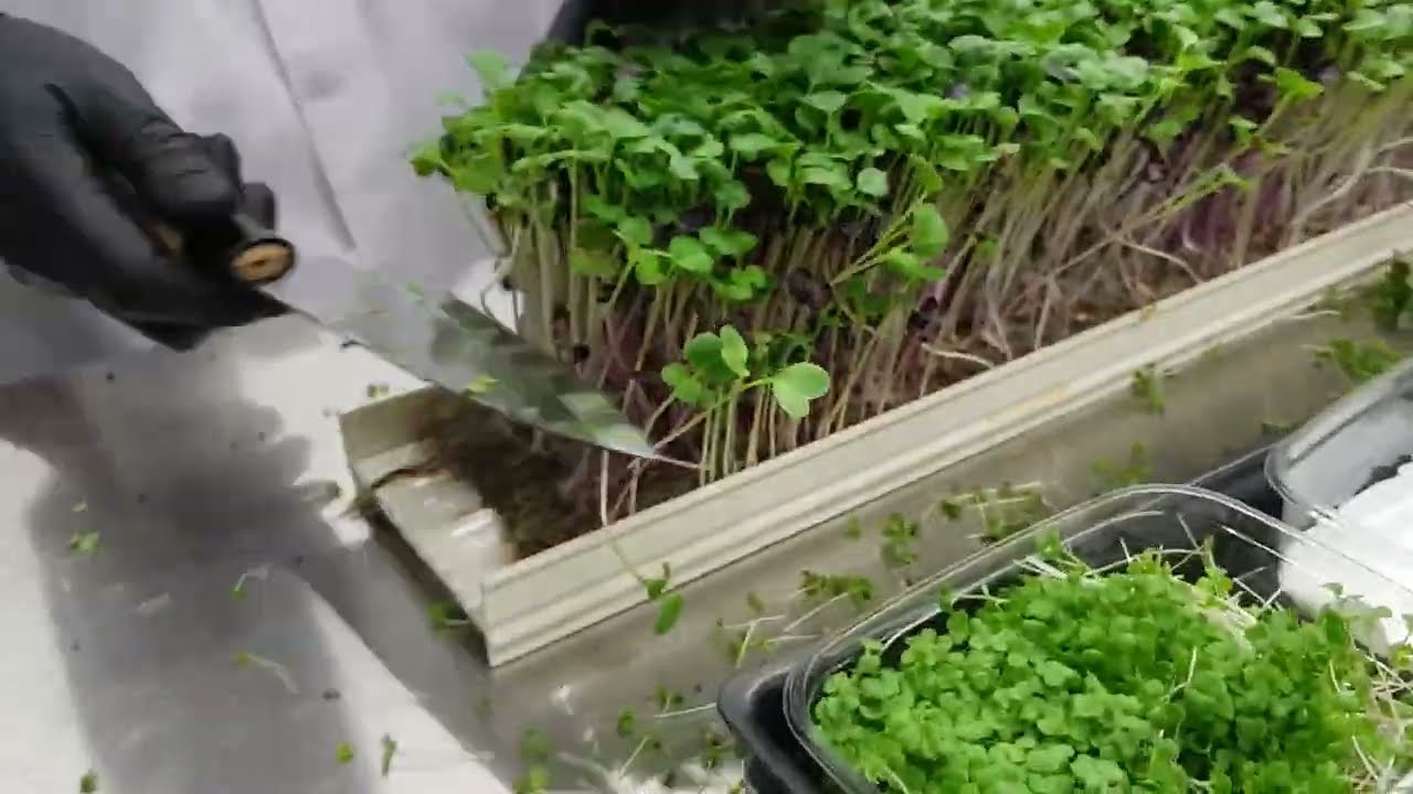 Microgreen Harvesting and packing - YouTube